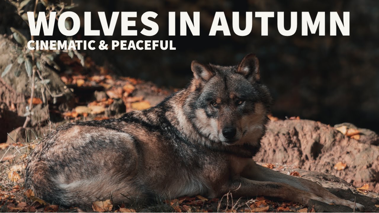 Cinematic & Peaceful - Wolves in Autumn | Christian Wolter Photography ...