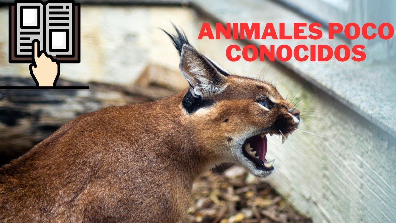 🐱‍🚀Animales poco conocidos🤔10 datos y curiosidades - YouTube