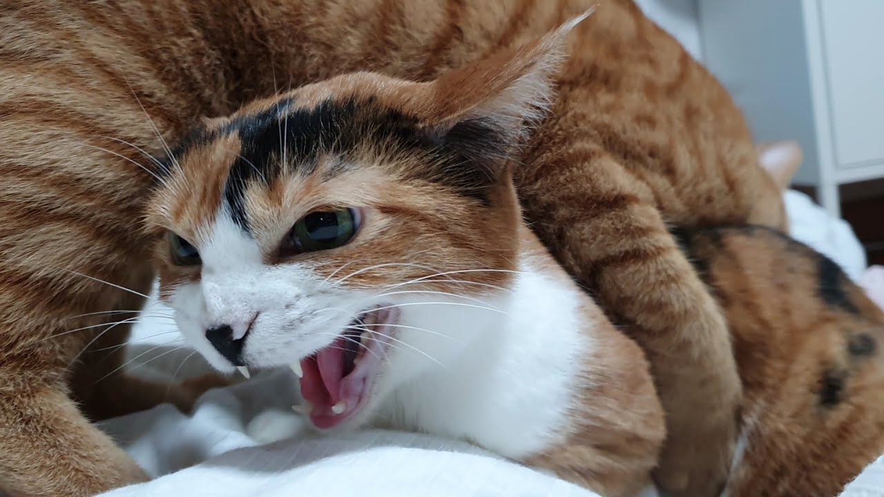 Angry calico cat - YouTube