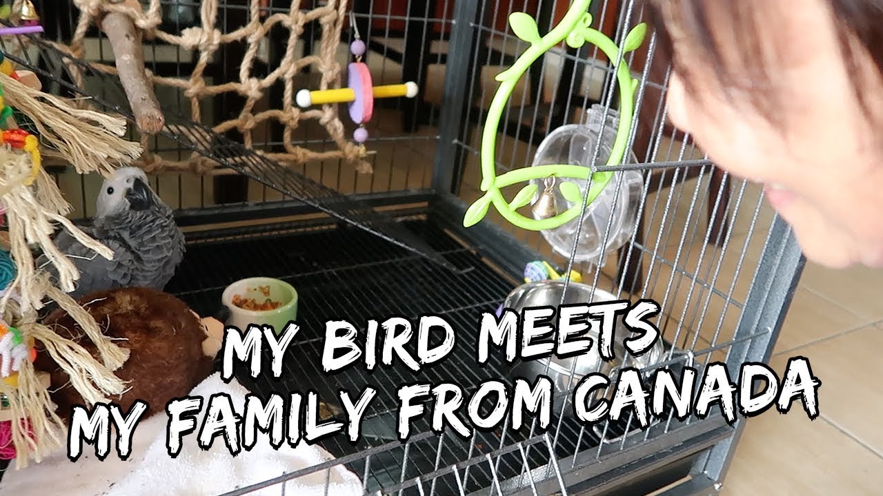 Hilarious Reaction - My Bird Meets My Family From Canada | Vlog #243 ...