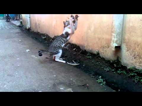 Kucing memangsa tikus - YouTube