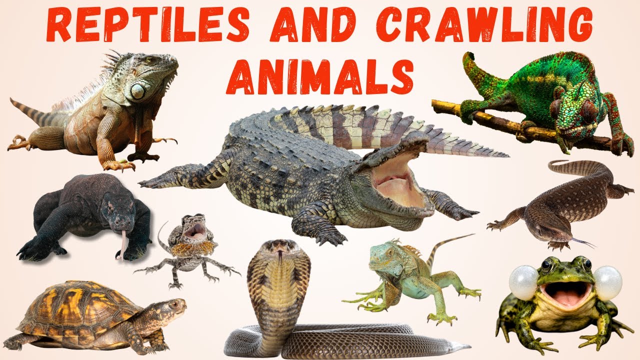 Reptile and Crawling Animals for Kids | Learn Reptiles & Crawling ...