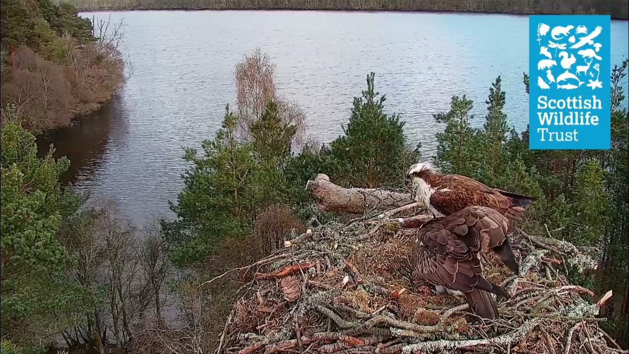 NC0 nearly stands on her eggs during fish delivery - Loch of the Lowes osprey webcam (2021 ...