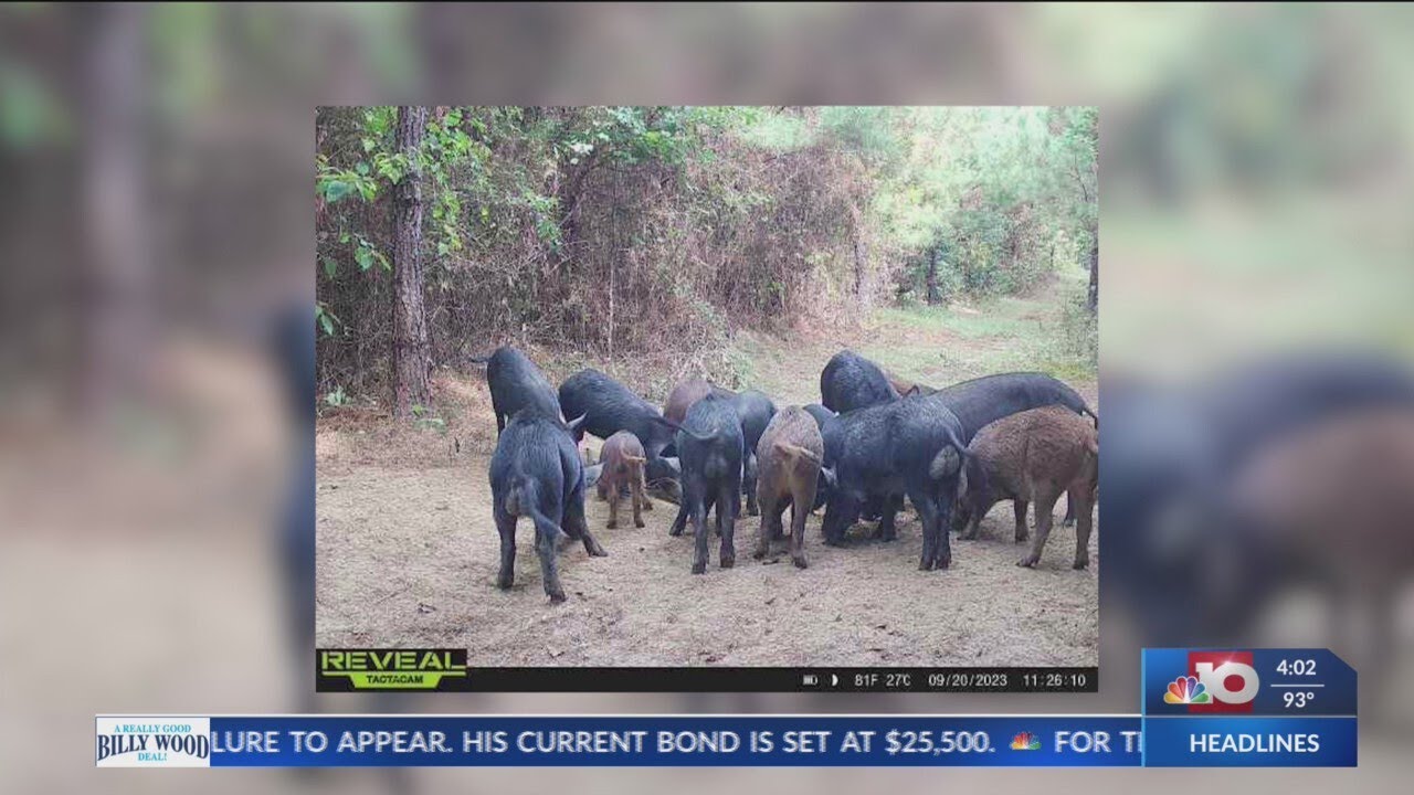 Feral Hogs Upsetting Natural Balance in South Arkansas - YouTube