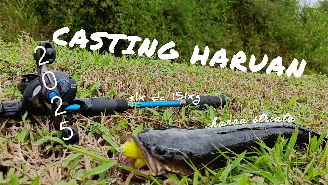 #144 SLX DC beraksi | casting haruan parit 2025 - YouTube