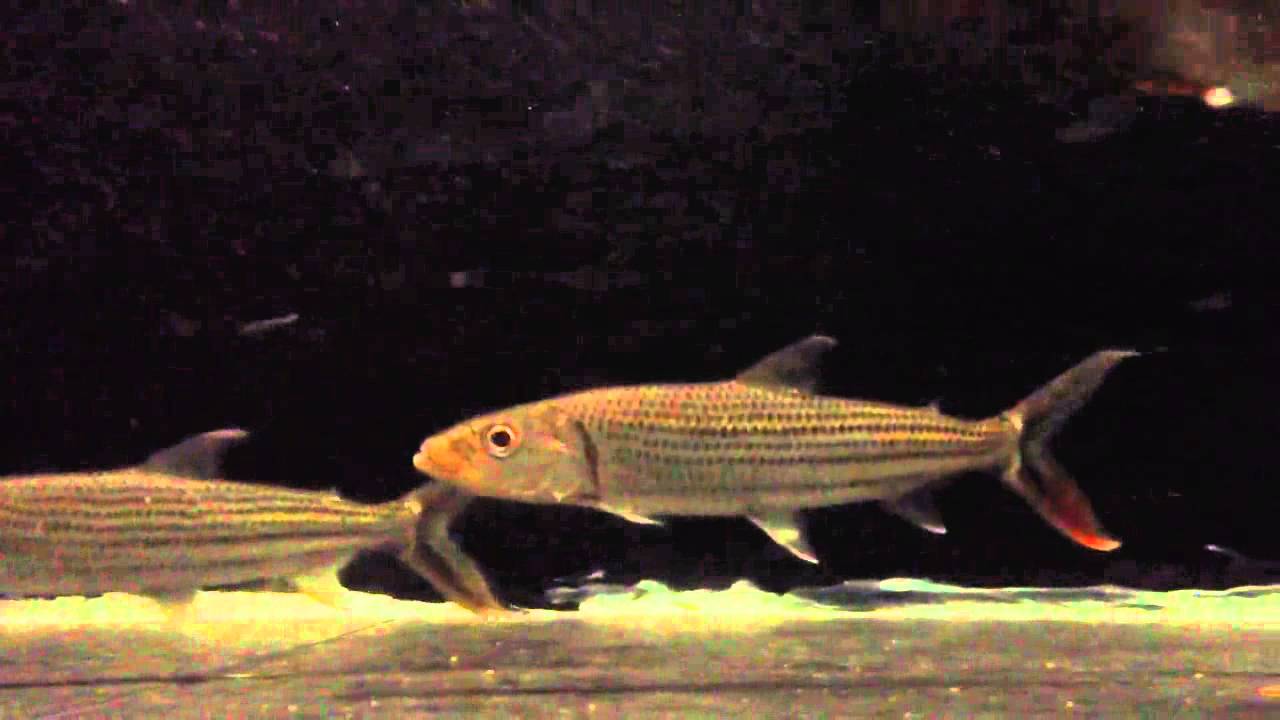 Vittatus tiger fish part 2 12-08-12 - YouTube