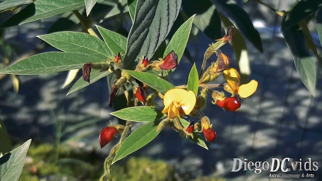 Cajanus cajan - Guandu - Pigeon pea (Phaseoleae) - YouTube