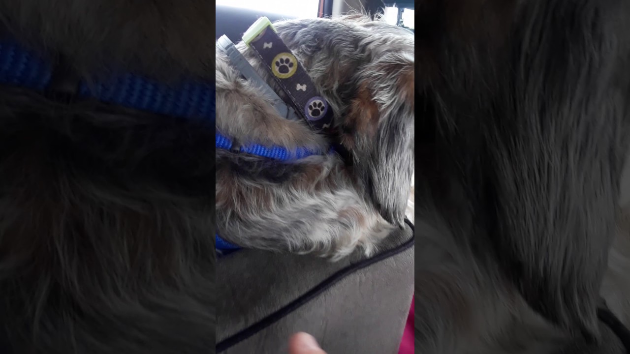 Puppy dab!! - YouTube