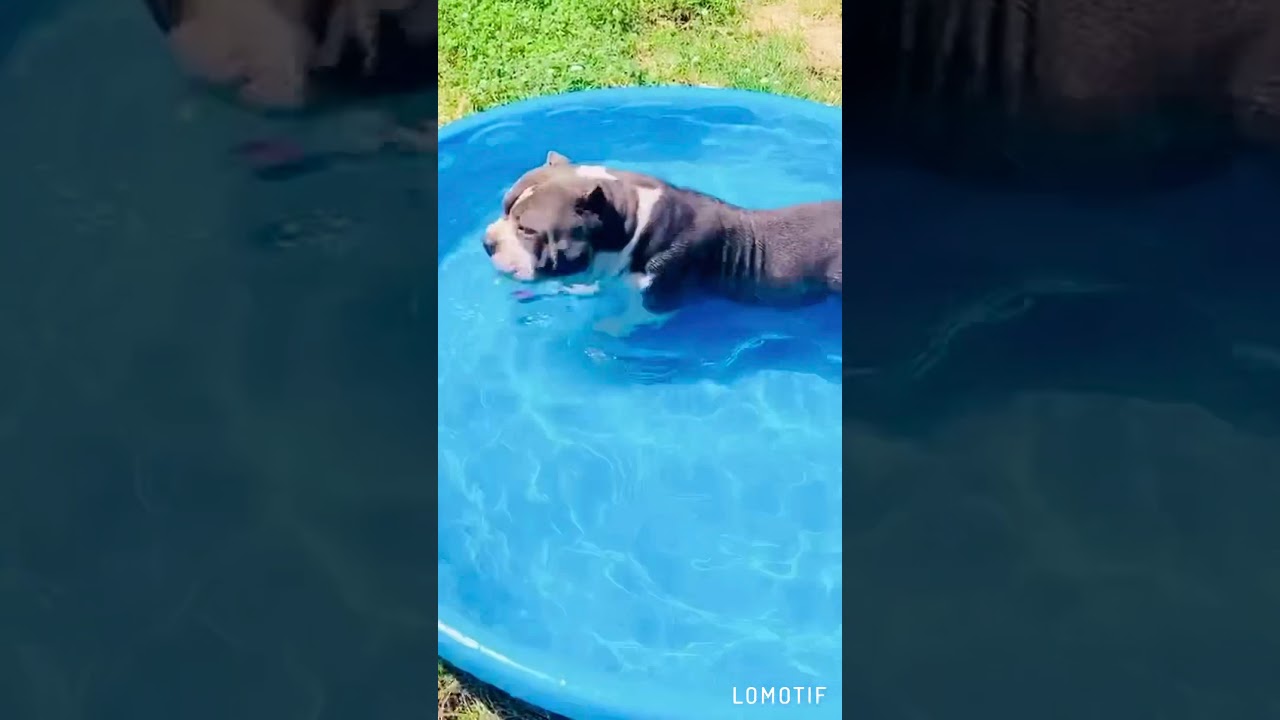 Champion exotic bully pool day! - YouTube