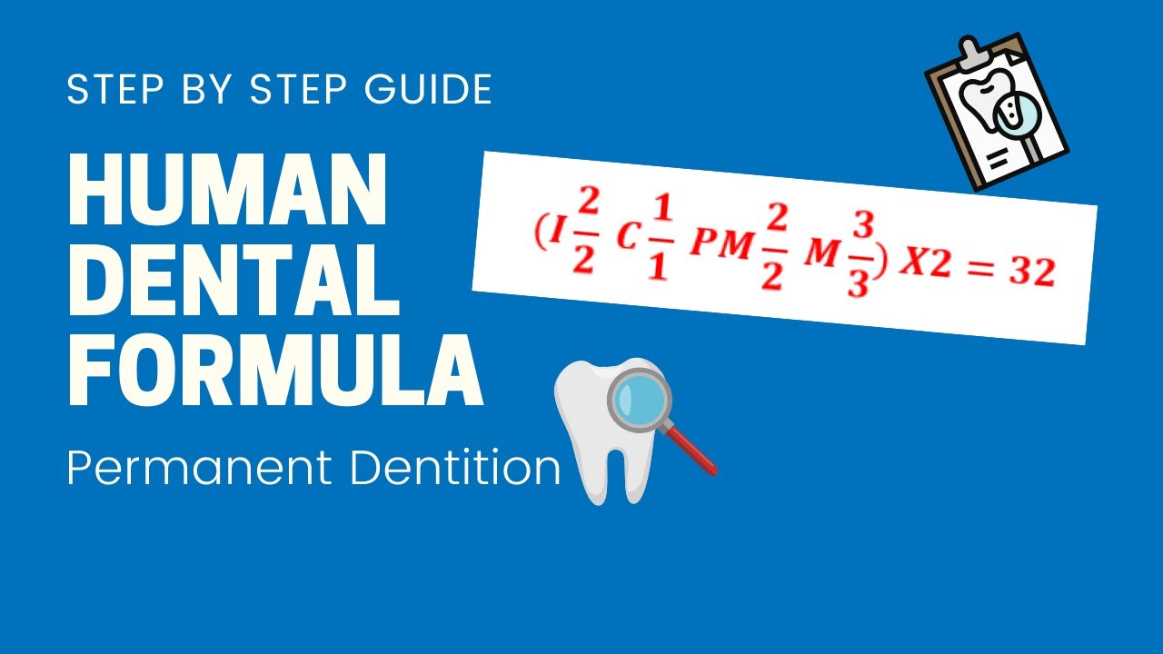 Human Dental Formula Permanent Dentition Dental Formula YouTube