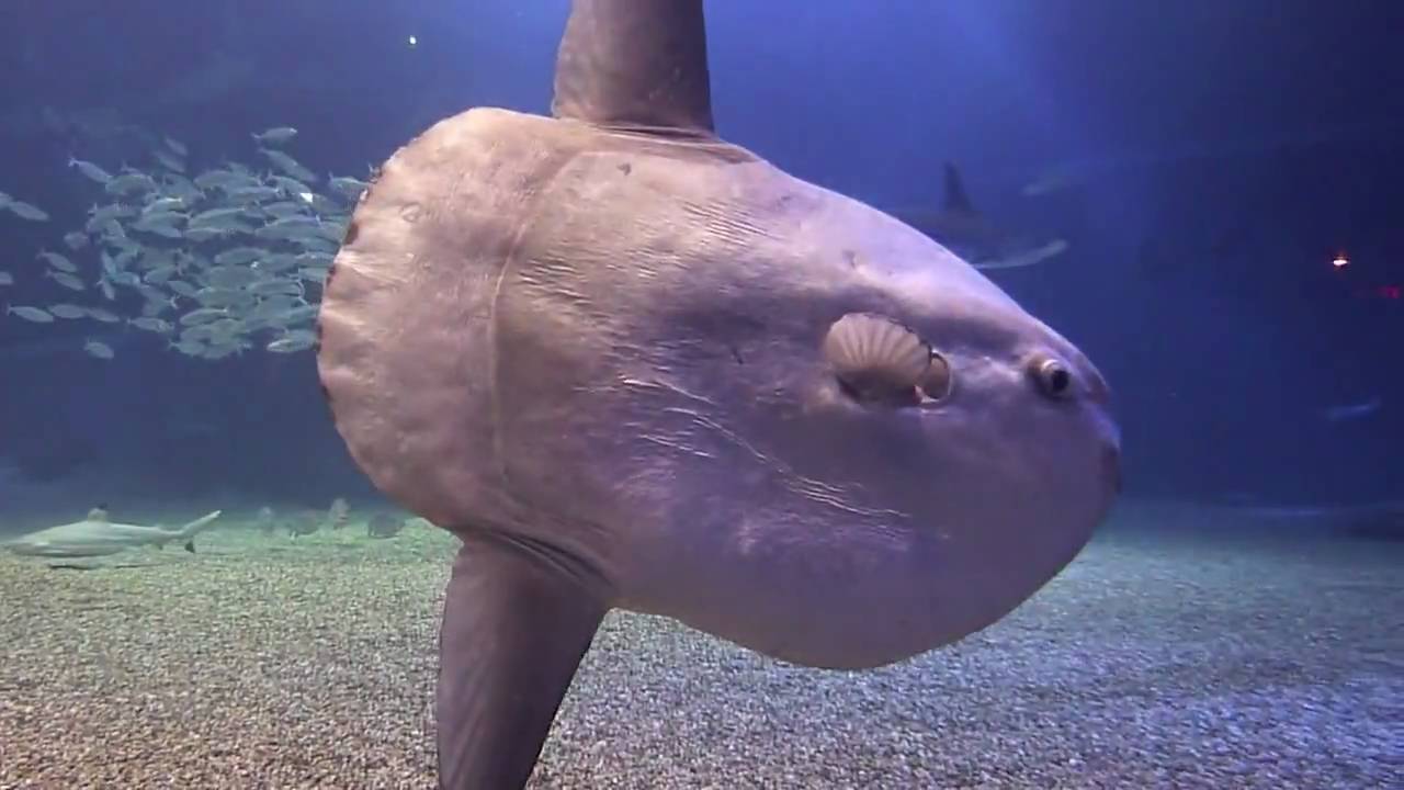 Ocean sunfish, Headfish, Globefish @ Osaka Aquarium Kaiyukan, Osaka ...