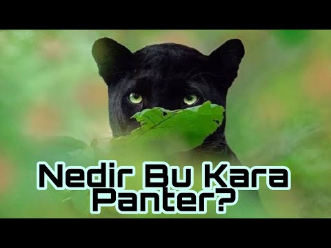 Nedir Bu Kara Panter Dedikleri?