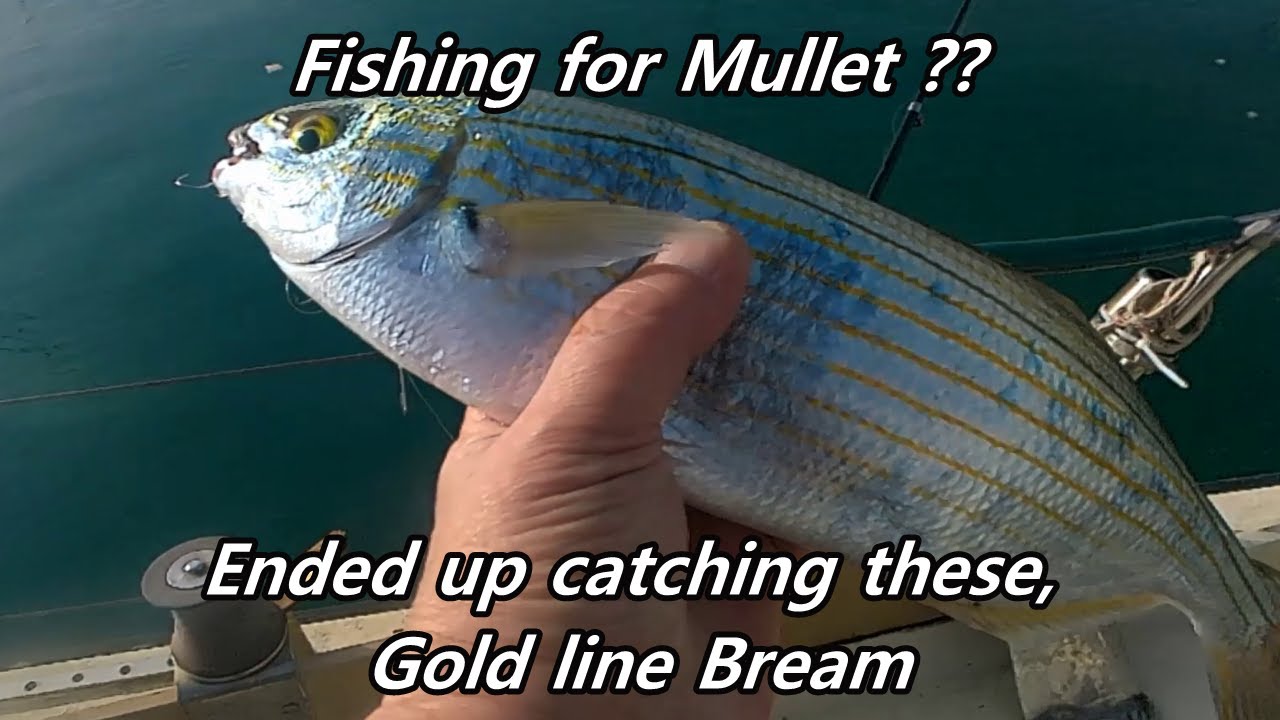 Fishing for Mullet and caught these Monster Bream #fishing #mulletfish ...