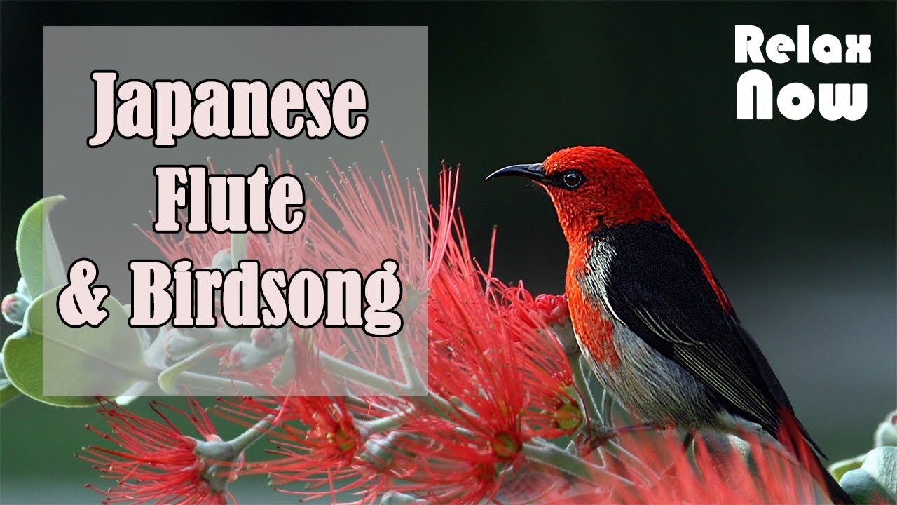 💠(2 HOURS) Japanese Flute, Birdsong: Zen Meditation Music, Relaxing ...
