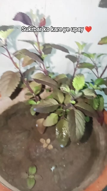 sukrabar ko kare ye upay ️#shorts#trending#video - YouTube