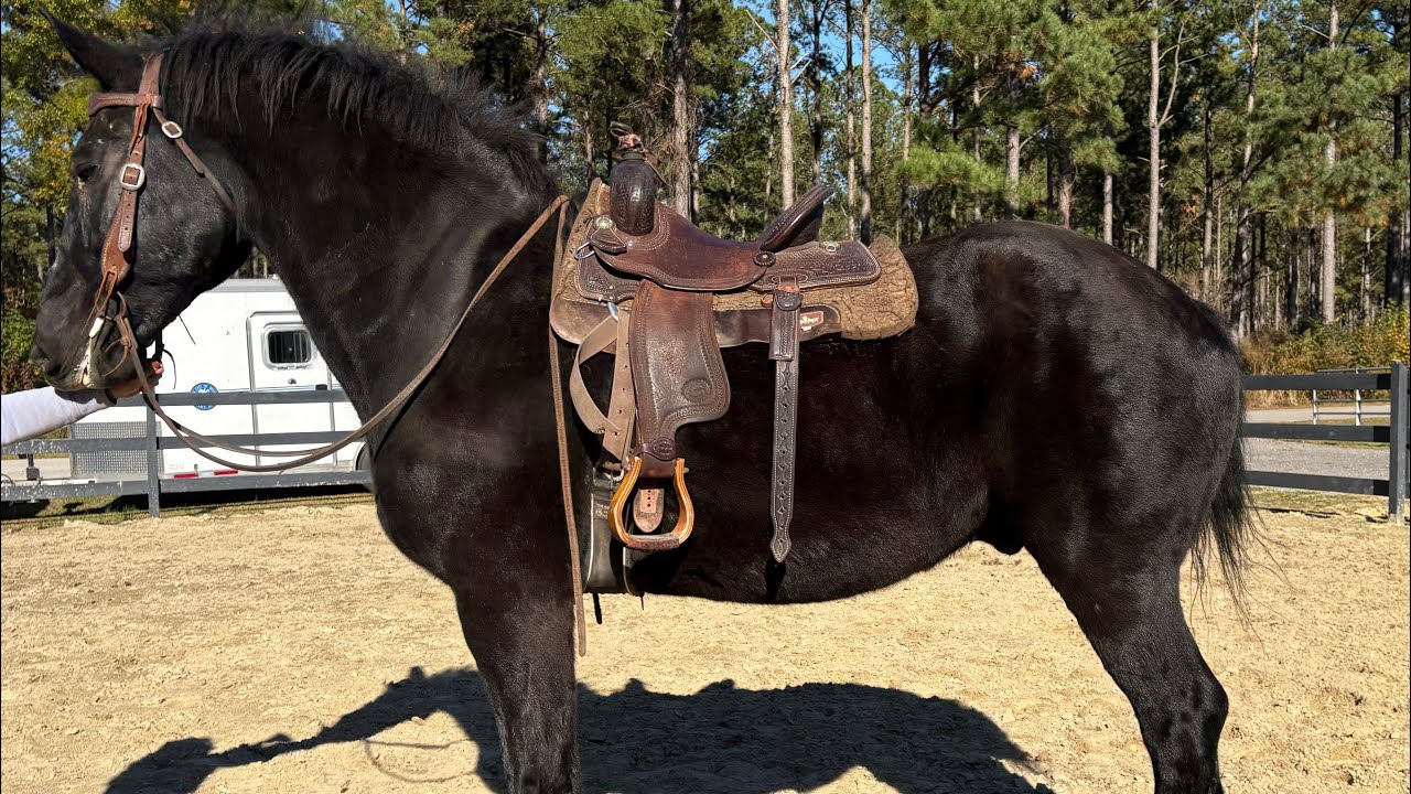 Percheron gelding riding - YouTube