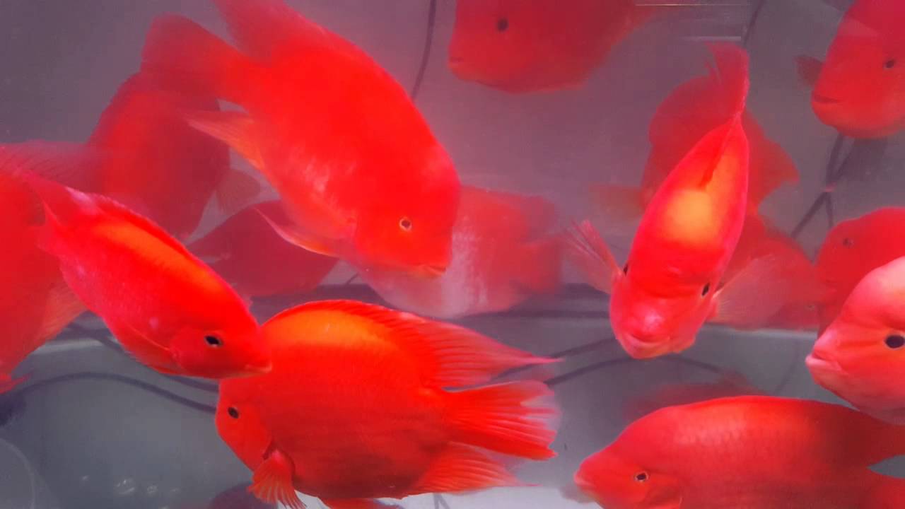 RED MAMMONS /SKKP AT MY LFS - YouTube