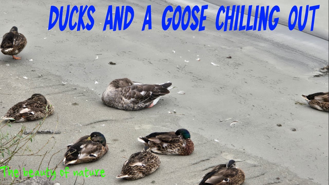 Ducks and a goose chilling out / beautiful birds by the river. - YouTube