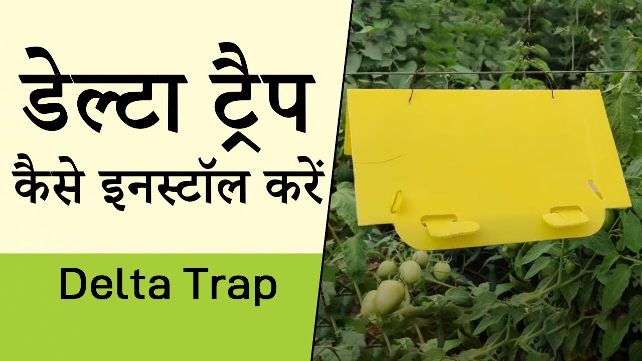 Delta Trap (Pack of 10) | डेल्टा ट्रैप (10 का पैक) - YouTube