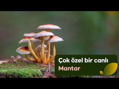 Kimileri için lezzetli, kimileri için ise zehirli bir bitki “Mantar” #mantar#doğanınizinde#doğa