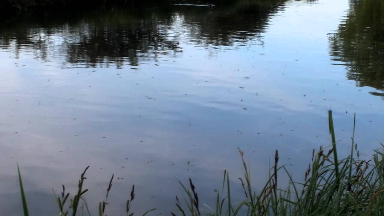 Mayfly spinner fall - YouTube