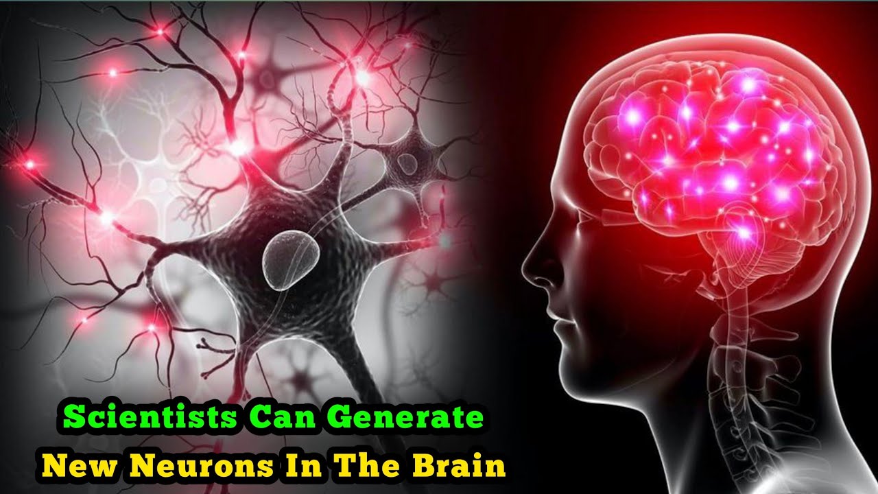 Scientists Can Generate New Neurons In The Brain - YouTube