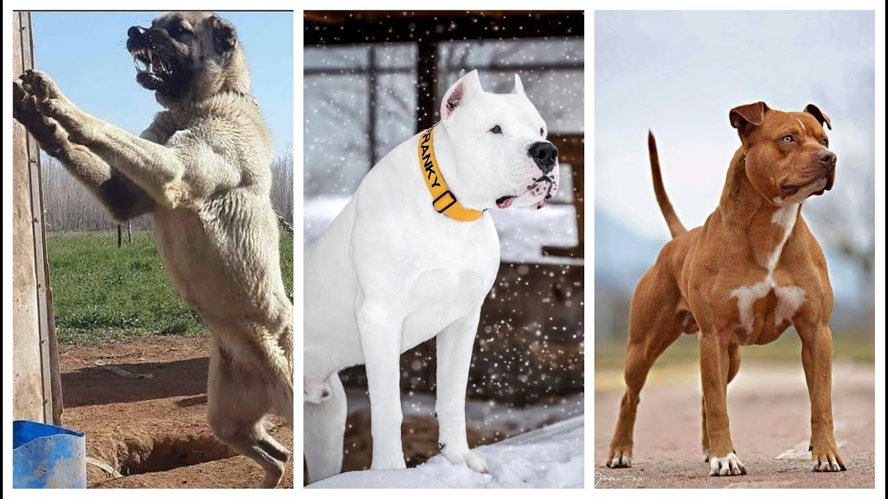 Top10 razas de perros mas Fuertes y Resistentes del mundo - YouTube