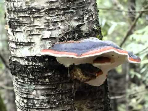 A Visit to Gamlin Lake - YouTube