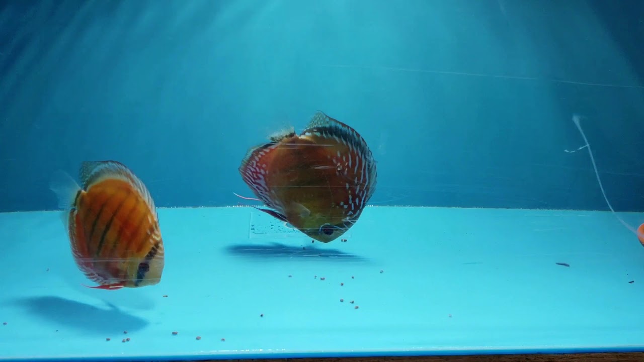 Wild Caught Discus fish Red Maracana - YouTube