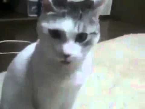 Şaşkın Kedi Youssuff Çok Komik