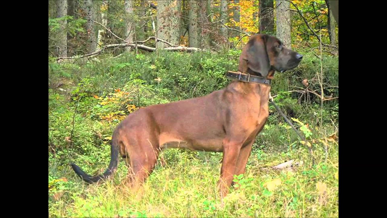 Rashonden Internationaal Breeders Dog World - YouTube