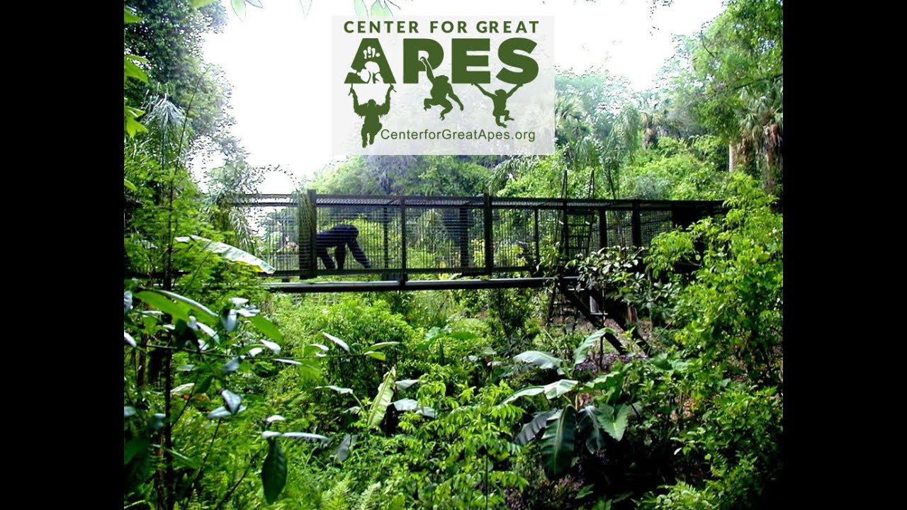 Center for Great Apes Sanctuary Welcome Video - YouTube