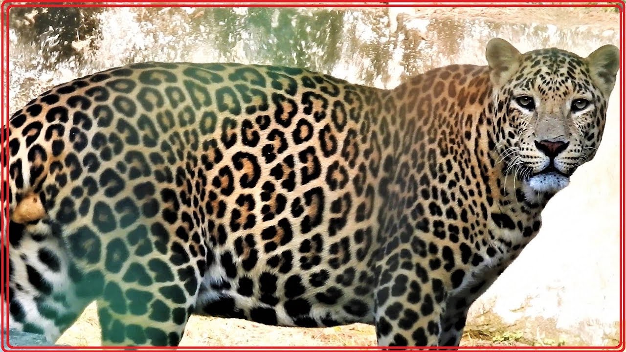 Biggest Leopard Ever - YouTube