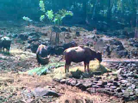 Bison at Bondla Zoo Goa - YouTube