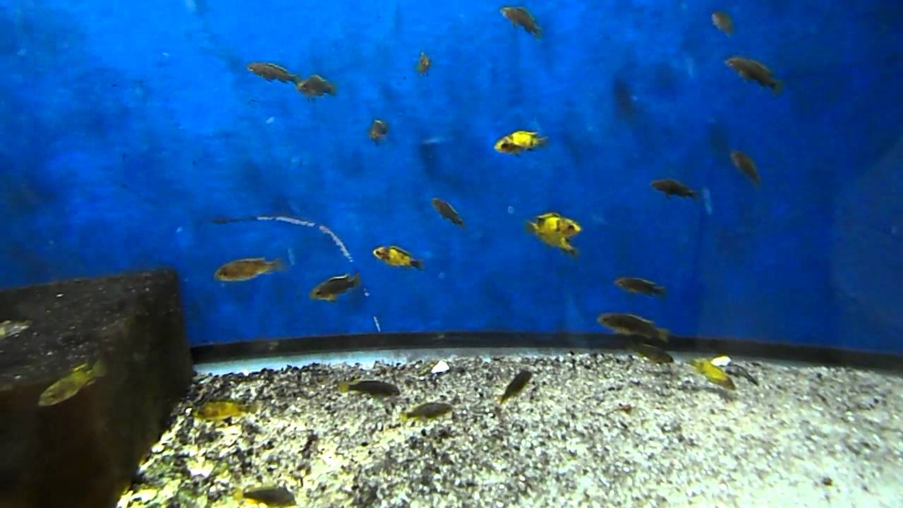 New Colony Of Red OB Zebra & Yellowfin Mbamba Mbuna Cichlids @ The ...