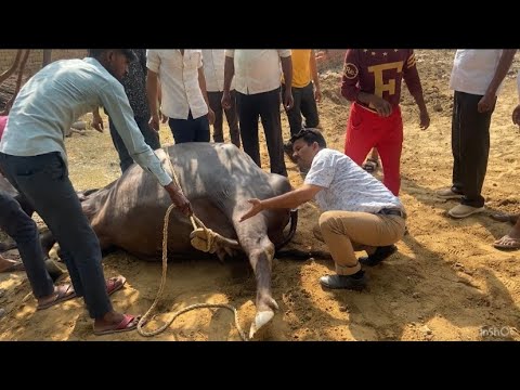 Uterine torsion in buffalo & cow l Difficulty in birth l Anorexia l ...