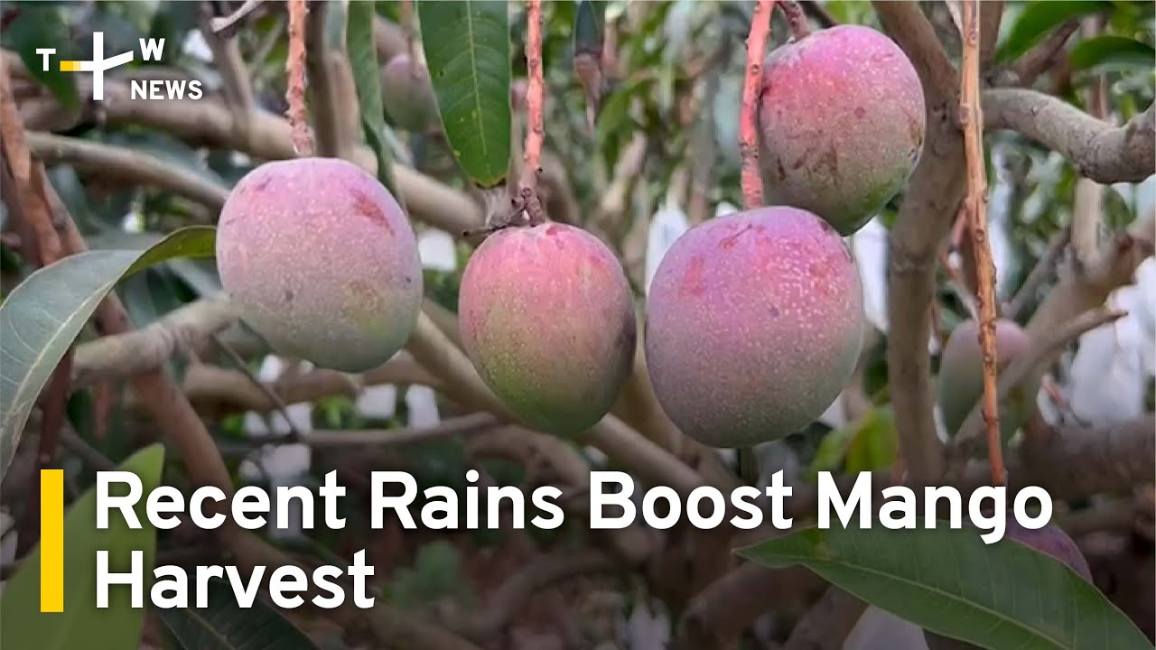 Recent Rains Boost Mango Harvest | TaiwanPlus News - YouTube