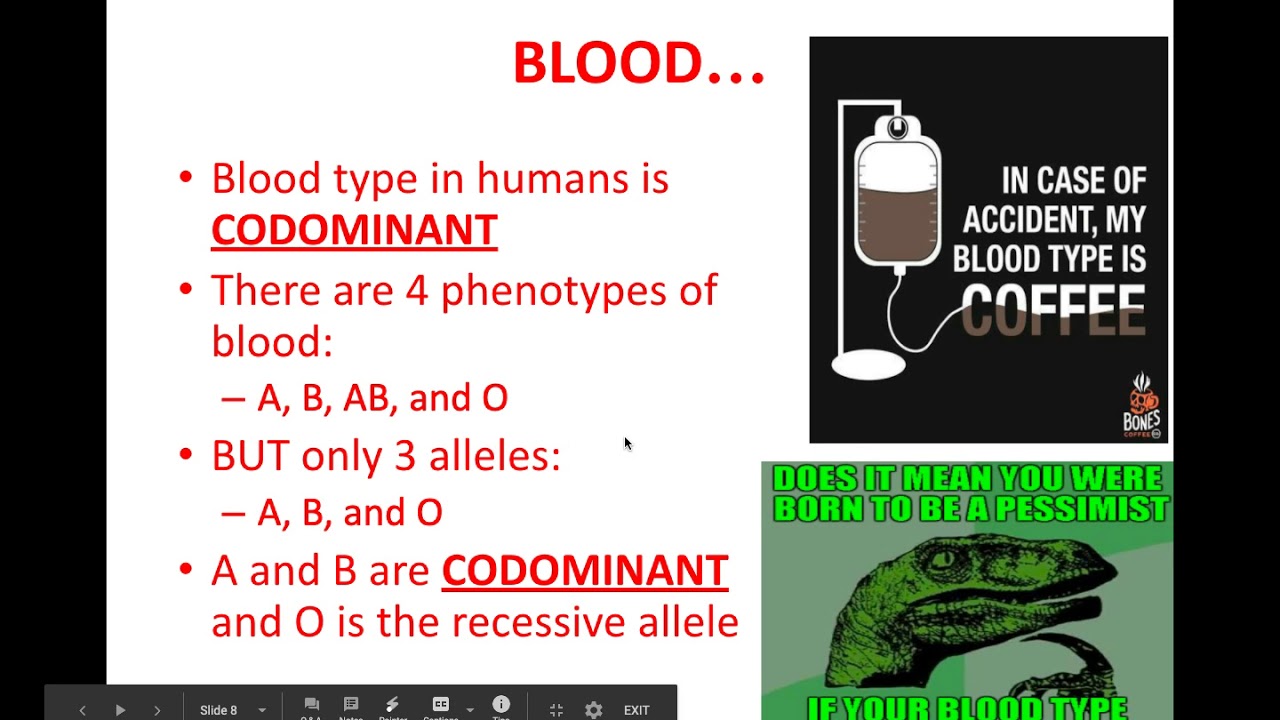 Co dominance and Blood types - YouTube
