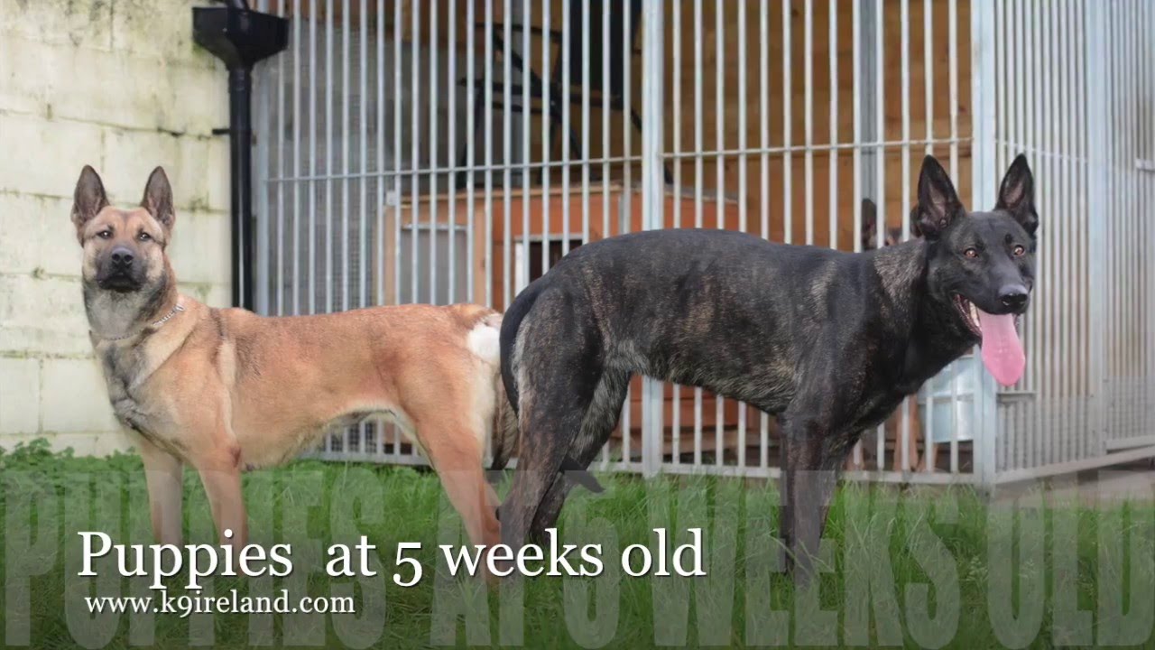 Puppies Mix Dutch and Mali 🇮🇪 - YouTube