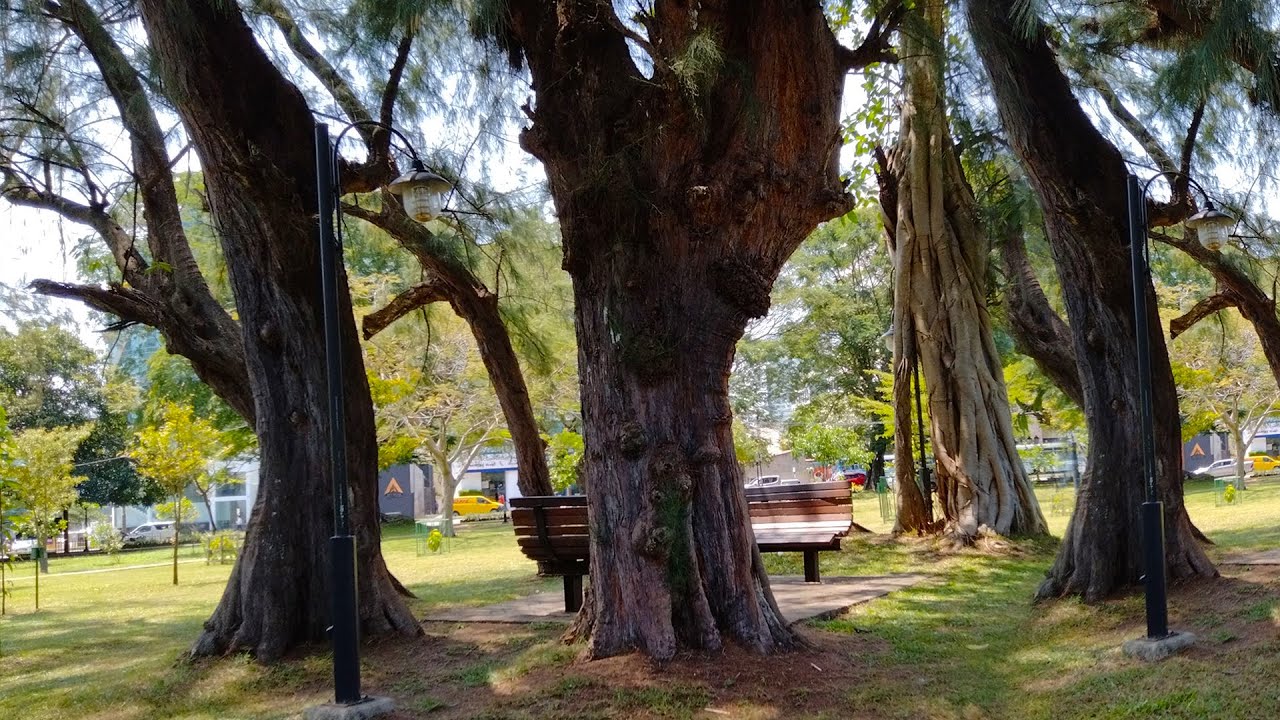 KASA Tree (Casuarina equisetifolia) - YouTube