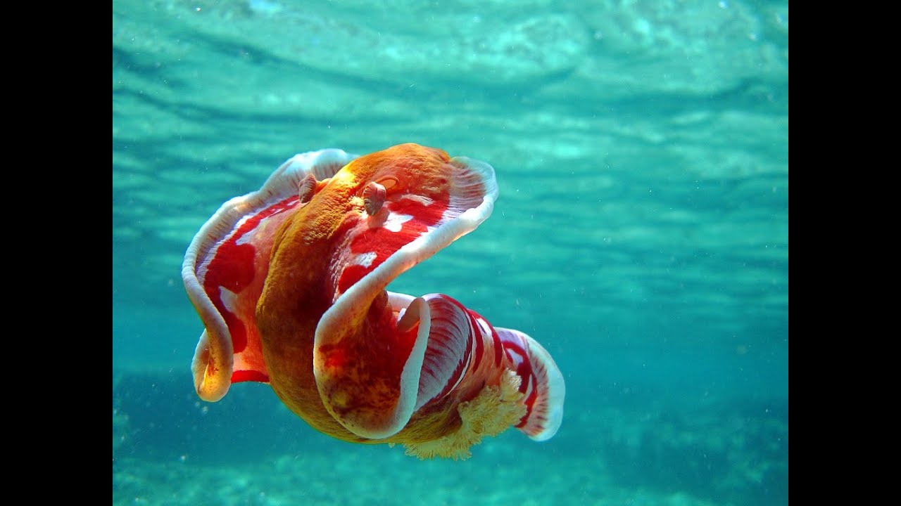 Spanish Dancer - Marine Biology - YouTube