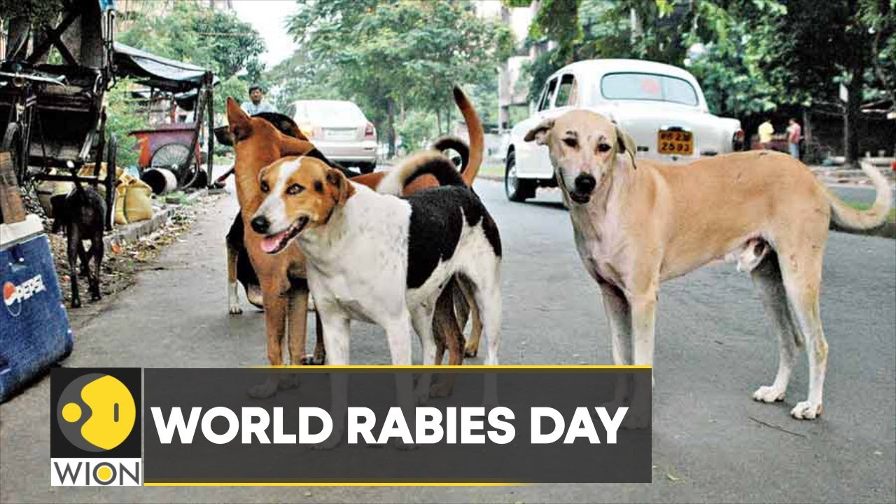 World Rabies Day: Manali strays to the rescue | India's street dogs ...