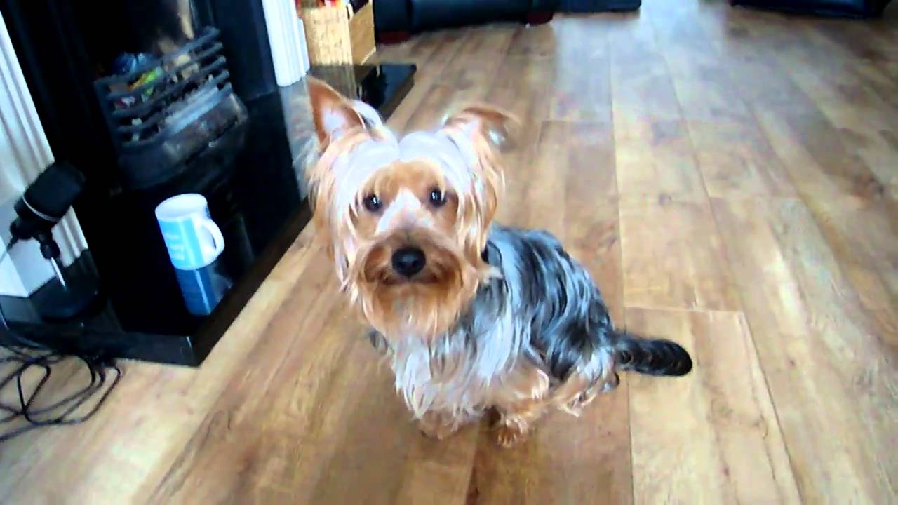YOSHI THE AMAZING YORKSHIRE TERRIER! - YouTube