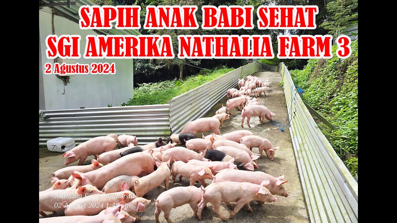 PISAH INDUK ANAK BABI SEHAT NATHALIA FARM 3 - YouTube