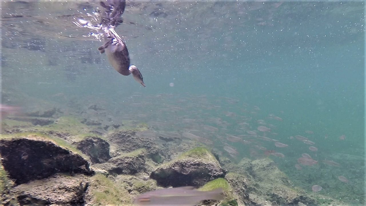 Little Grebe chasing small fish (underwater shot) / Zwergtaucher jagt ...