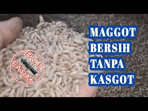 Cara pangkas media maggot ( kasgot ) - persiapan tebar ke biopond ...
