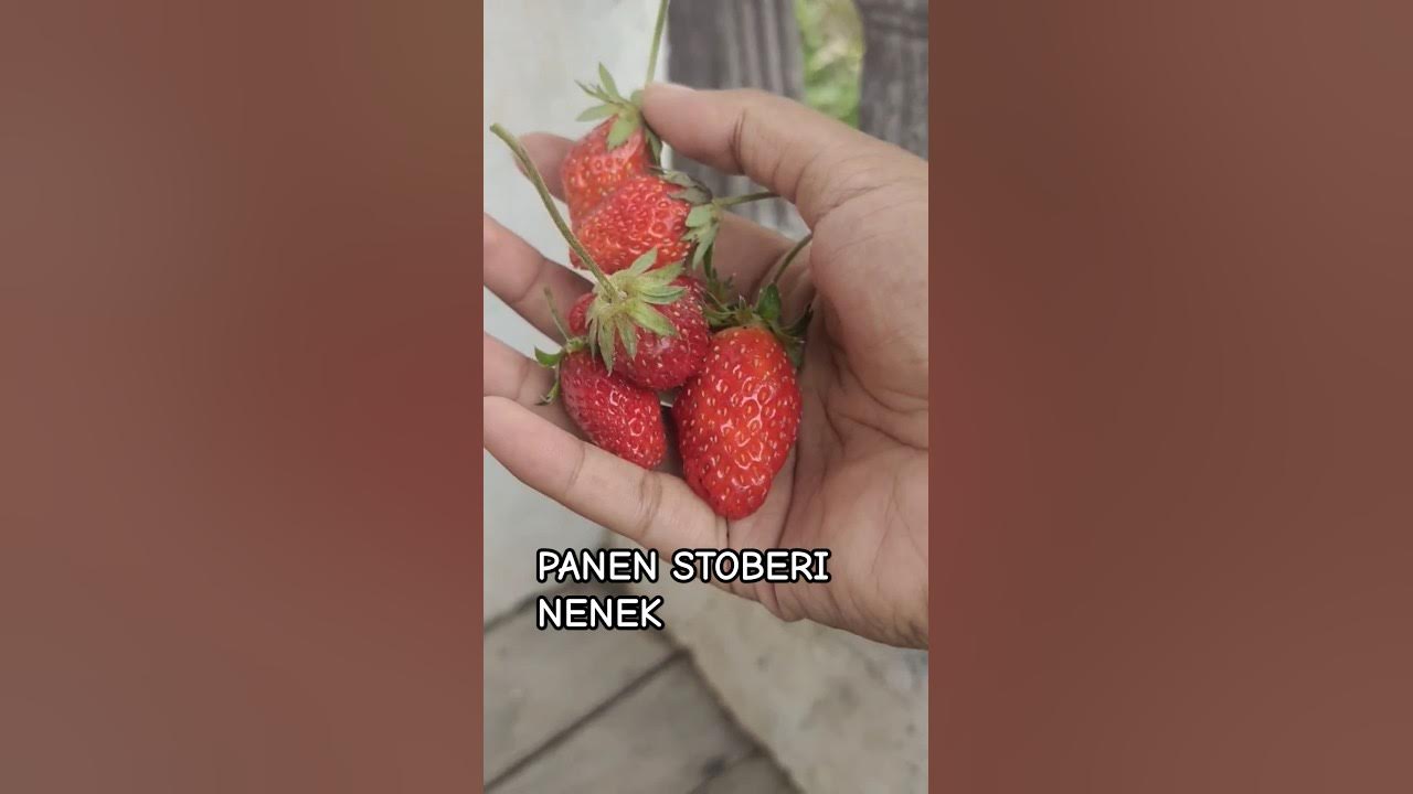 ada yang mau? #miwemi - YouTube