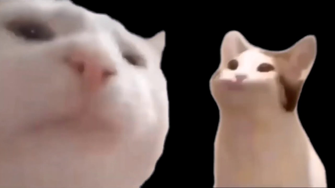 Cat Vibing to Pop Cat for 10 Hours - YouTube