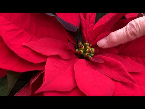 Poinsettia: a Botanical Holiday Tradition - YouTube