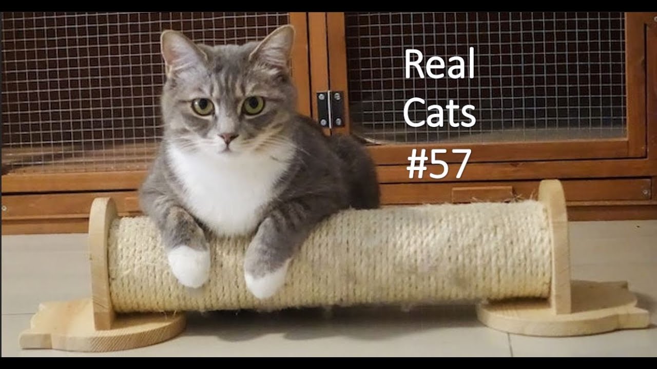 Real Cats #57 - YouTube